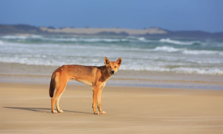 K’gari (Fraser Island) | World Heritage Sites