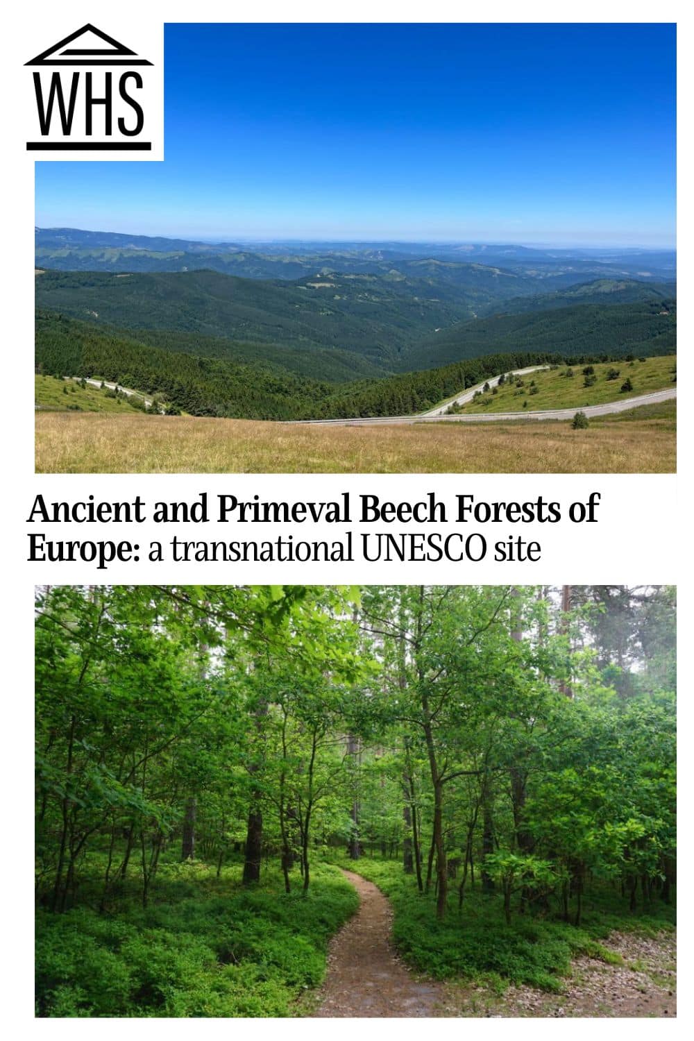 Ancient and Primeval Beech Forests of the Carpathians and Other Regions ...