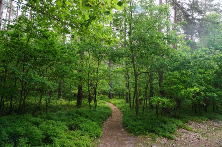 Ancient and Primeval Beech Forests of the Carpathians and Other Regions ...